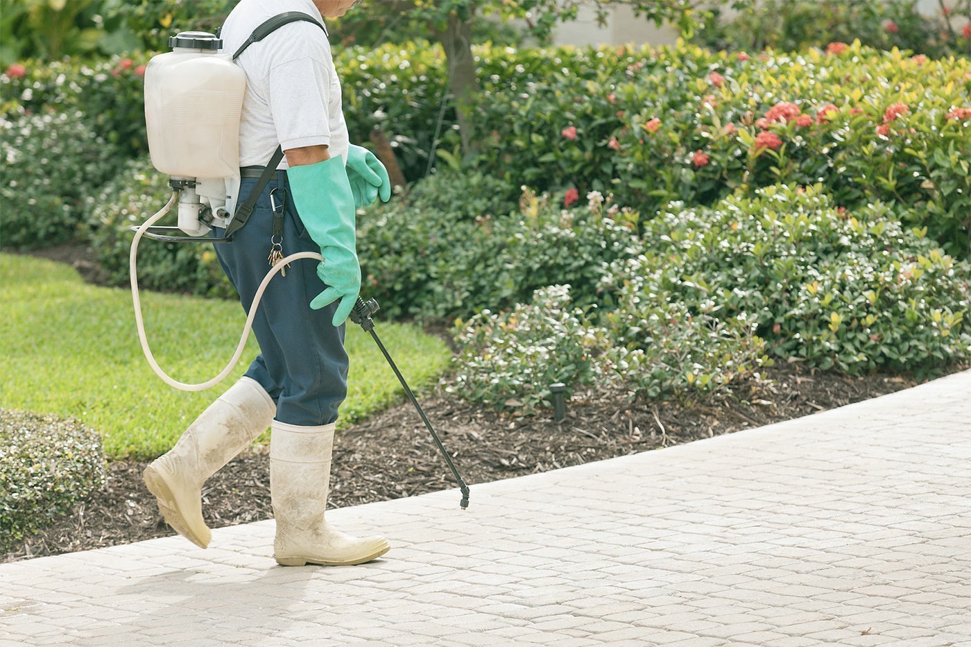 Flea & Tick Control & Lawn Treatments | Perennial Services | Hawthorne, NJ Flea & Tick Control & Lawn Treatments | Perennial Services | Hawthorne, NJ