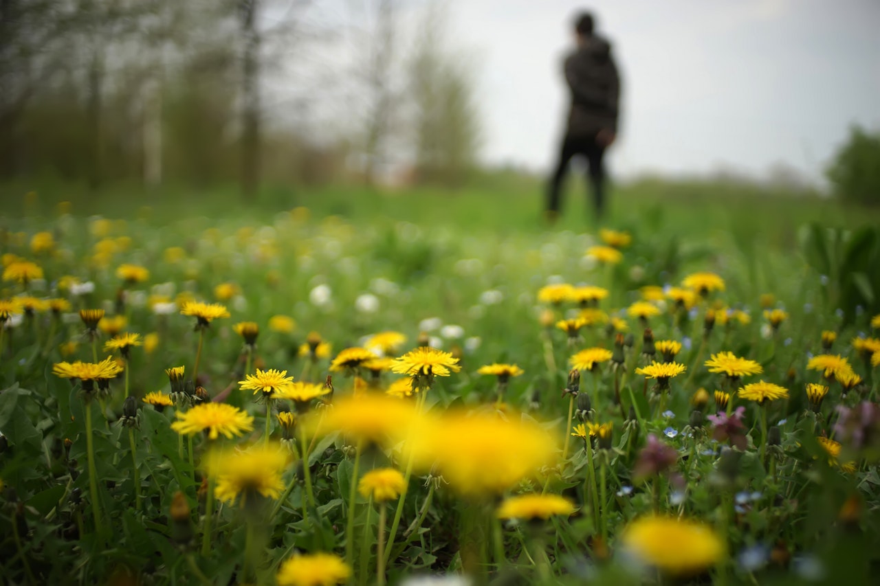 How to Deal with Fall Weeds | Perennial Lawn Care