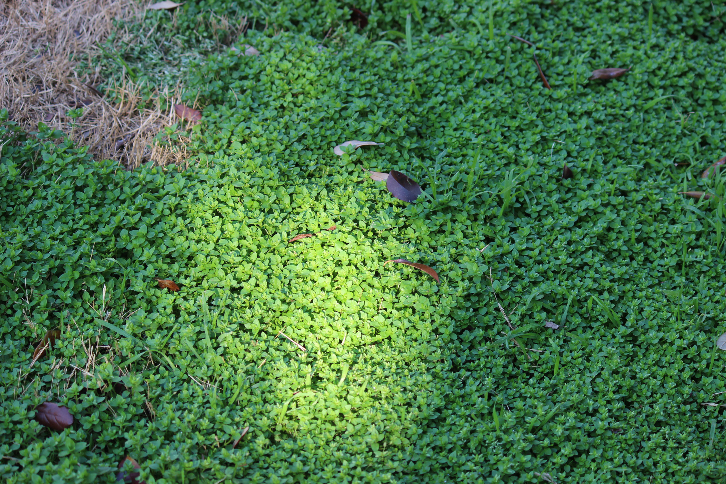 Understanding Pre-Emergents: The First Line of Defense Against Weeds ...