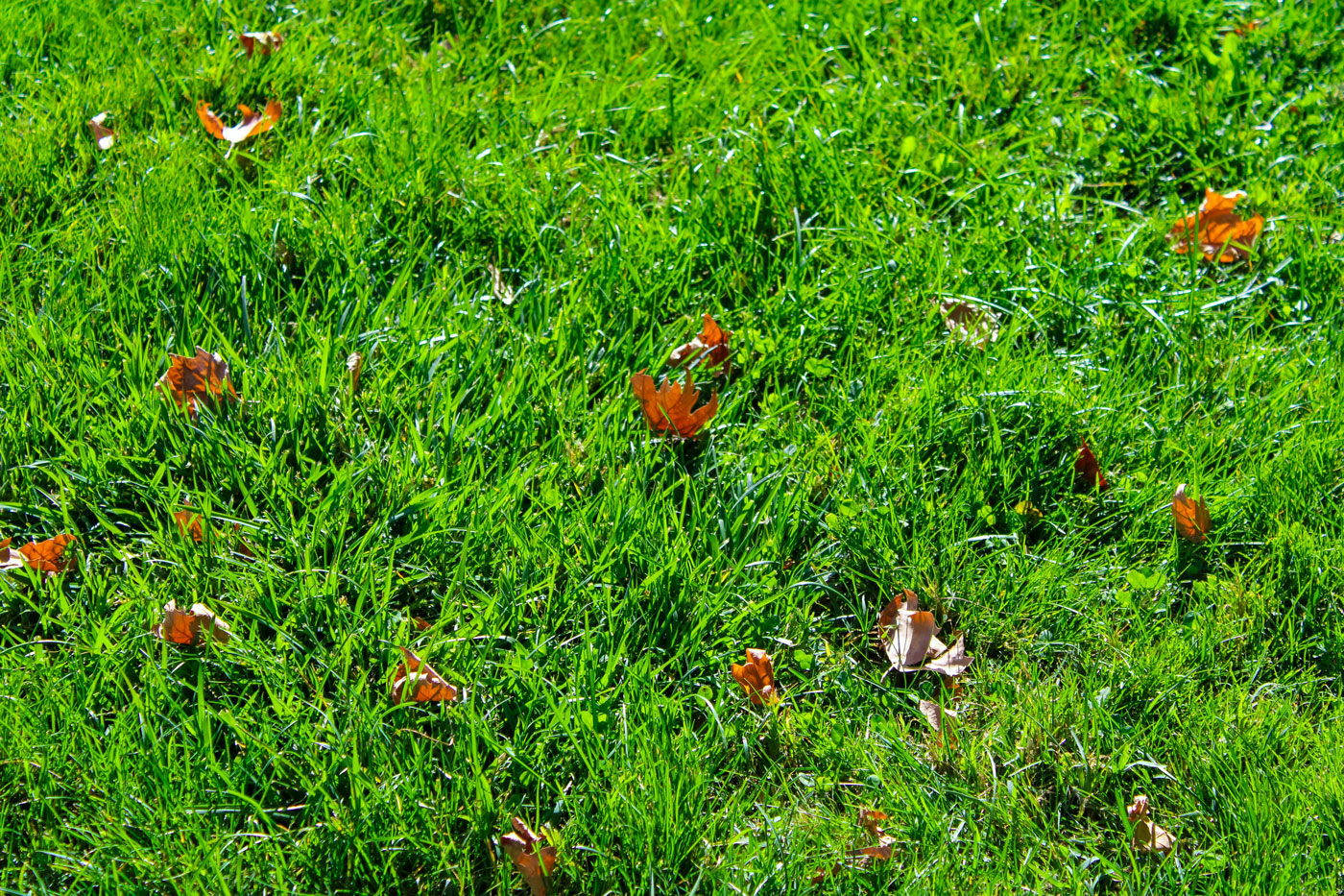 Why Fall Is the Best Time to Fertilize Your Lawn - Perennial Services